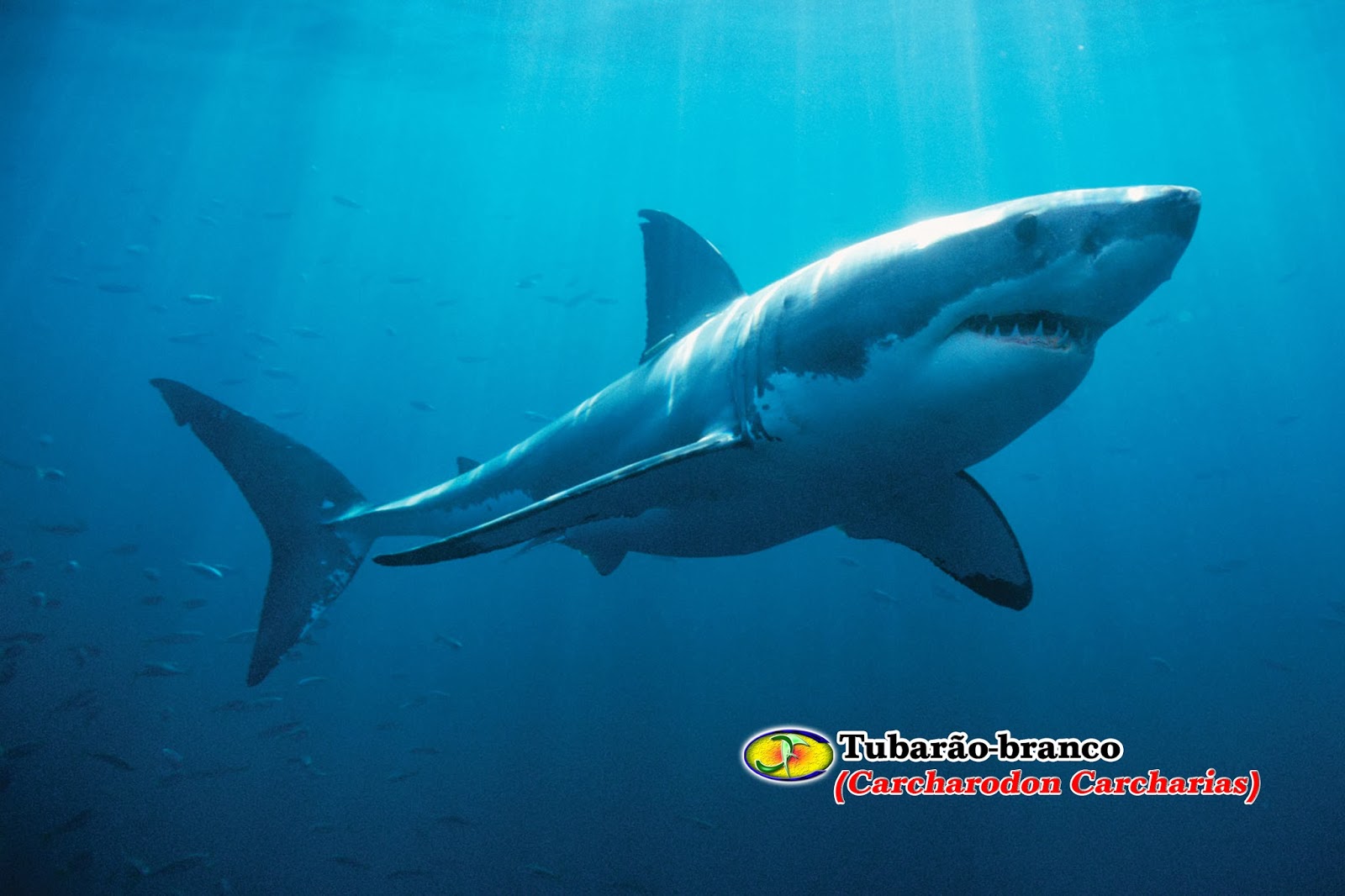 Zoologia: Tubarão-branco (Carcharodon carcharias)